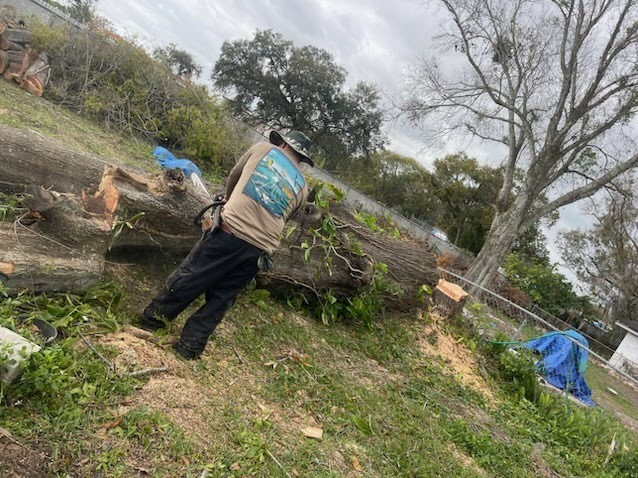 Sheltons Top Tier Tree Service – Tree Services Winter Haven, FL